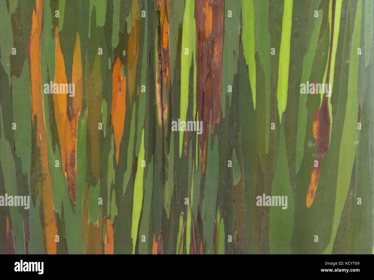 Bark of the Eucalyptus tree, Maui, Hawaiian Islands, USA Stock Photo ...