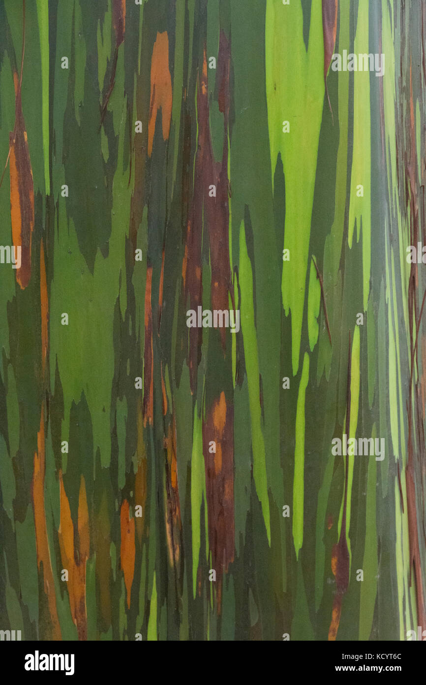 Bark of the Eucalyptus tree, Maui, Hawaiian Islands, USA Stock Photo ...