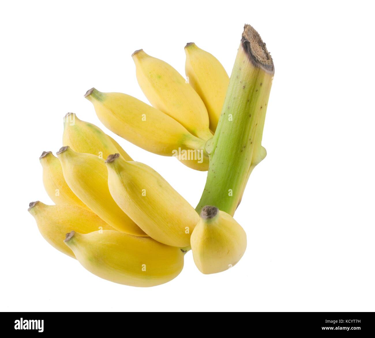 Wild Banana Vs Cultivated Banana