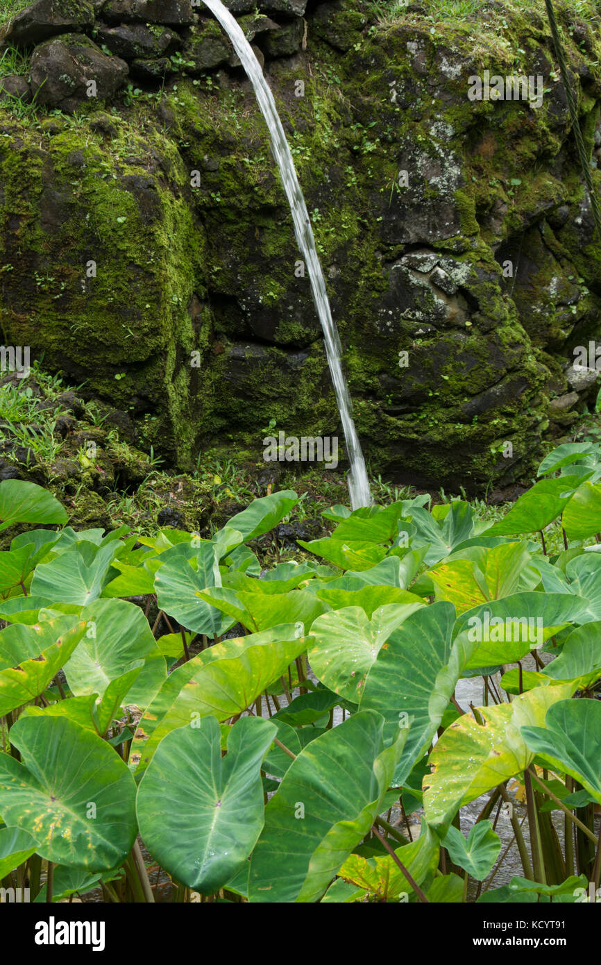 Taro field, Maui, Hawaiian Islands, USA Stock Photo - Alamy