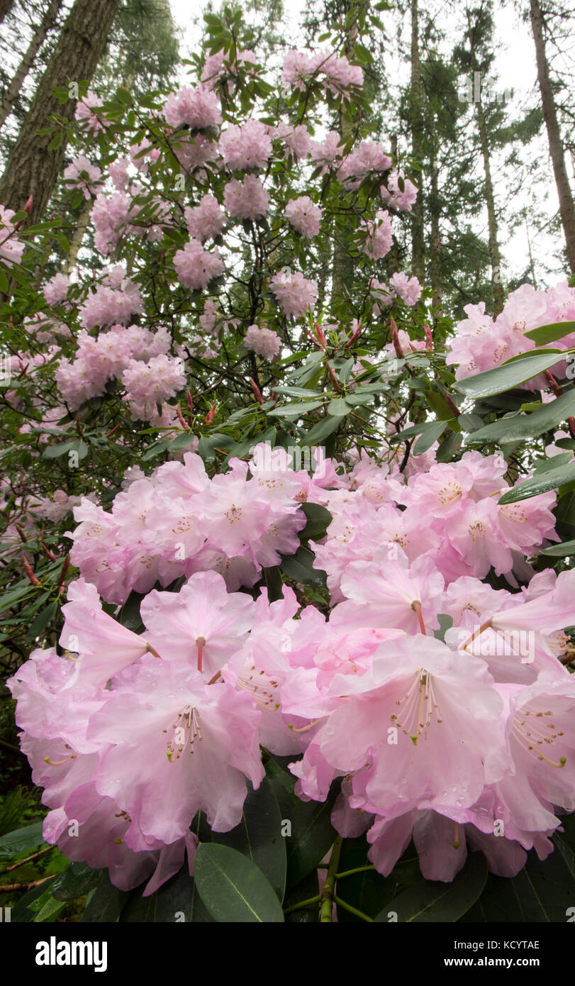 Rhododendron, pink, North Saanich, British Columbia, Canada Stock Photo ...