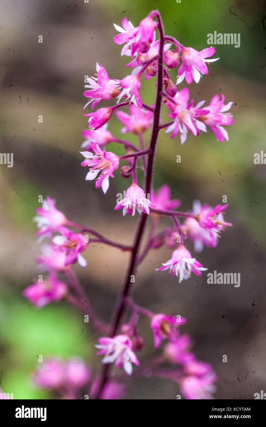 Foamy Bells flowers Heucherella Tapestry, garden pink flower Stock ...