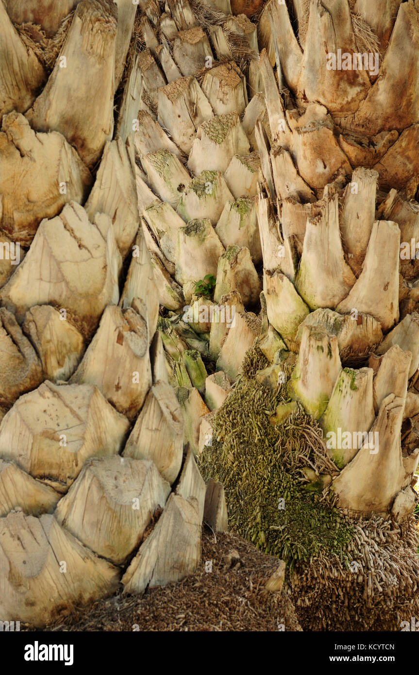 Date palm trunks (Phoenix dactylifera) in the palm forest known as El ...