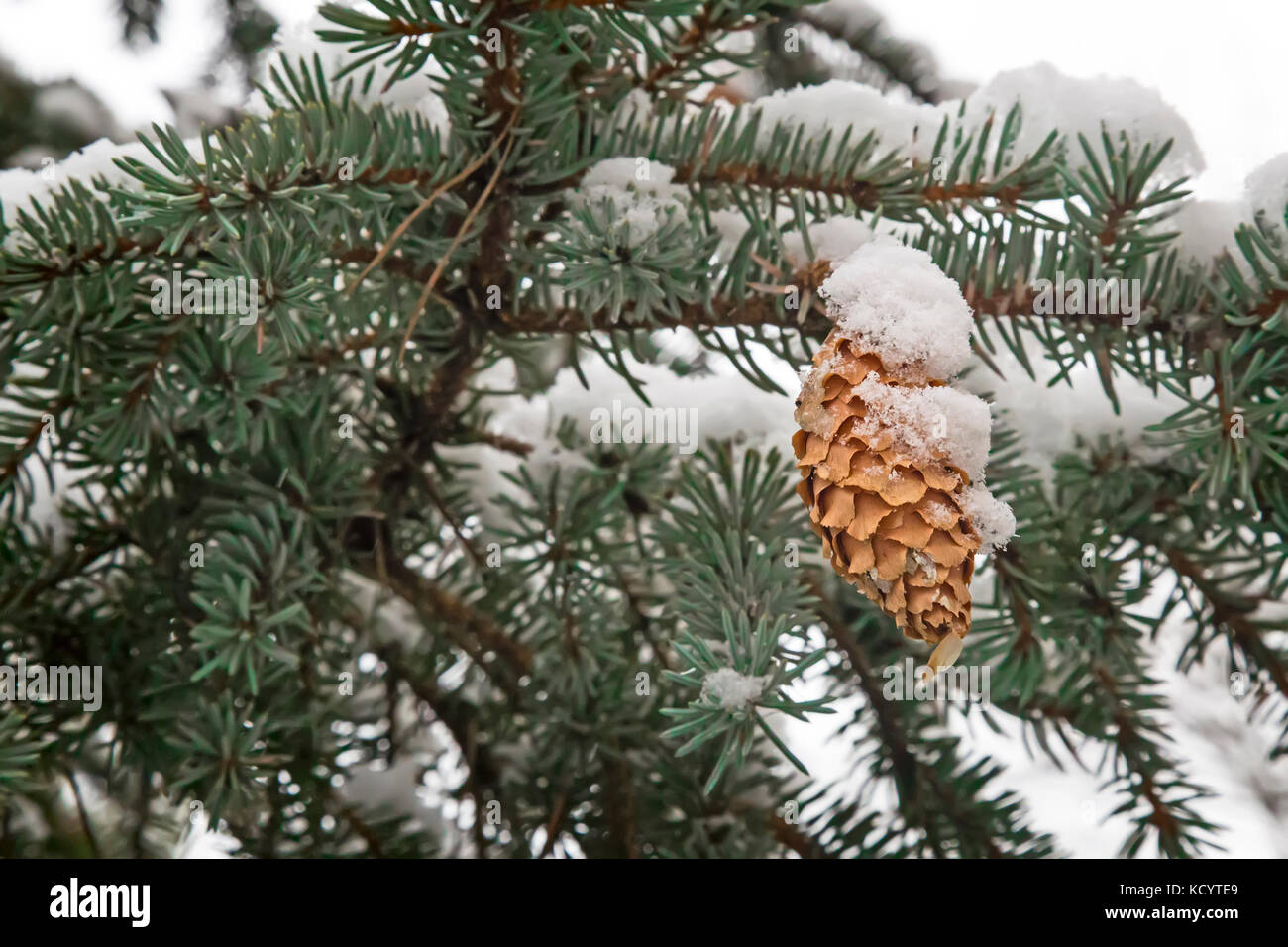 Fir-tree branches covered with fluffy white snow. Reference picture ...