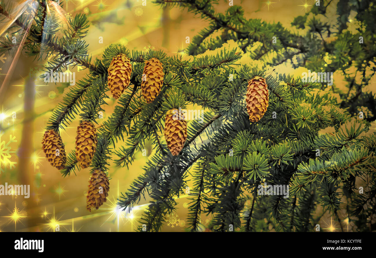 Frost covered cones hi-res stock photography and images - Alamy