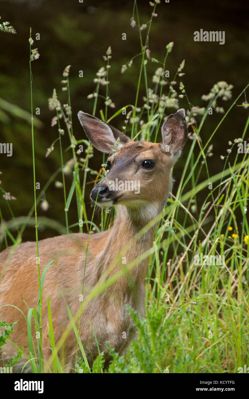 Coastal Blacktail deer, Odocoileus hemionus, Haida Gwaii, formerly ...