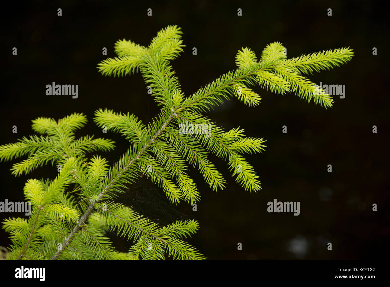 Spruce sapling hi-res stock photography and images - Alamy