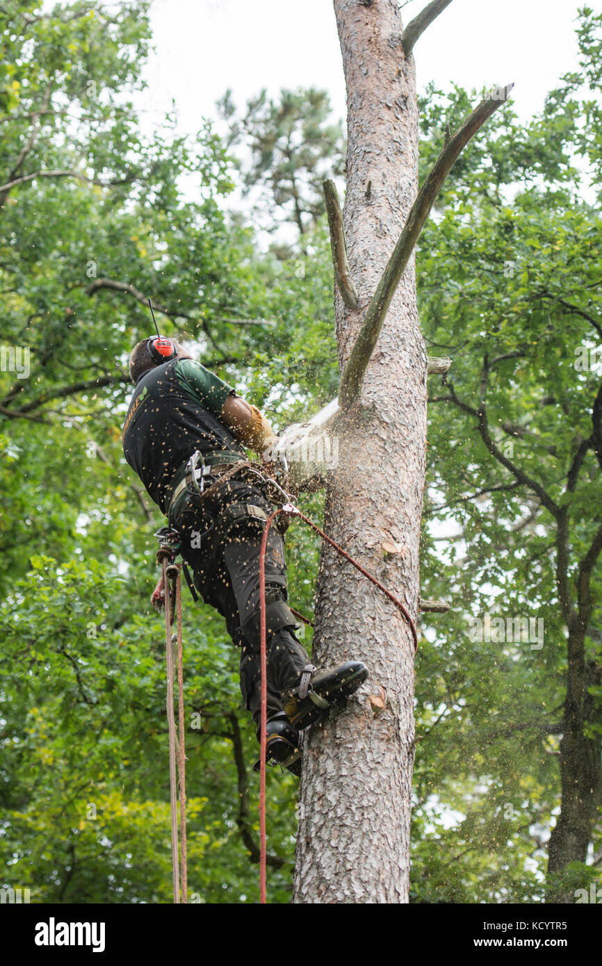 Arborist pruning hi-res stock photography and images - Alamy
