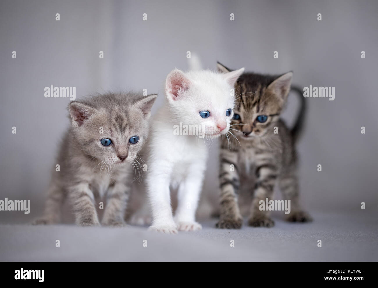 Three cute kittens together Stock Photo - Alamy