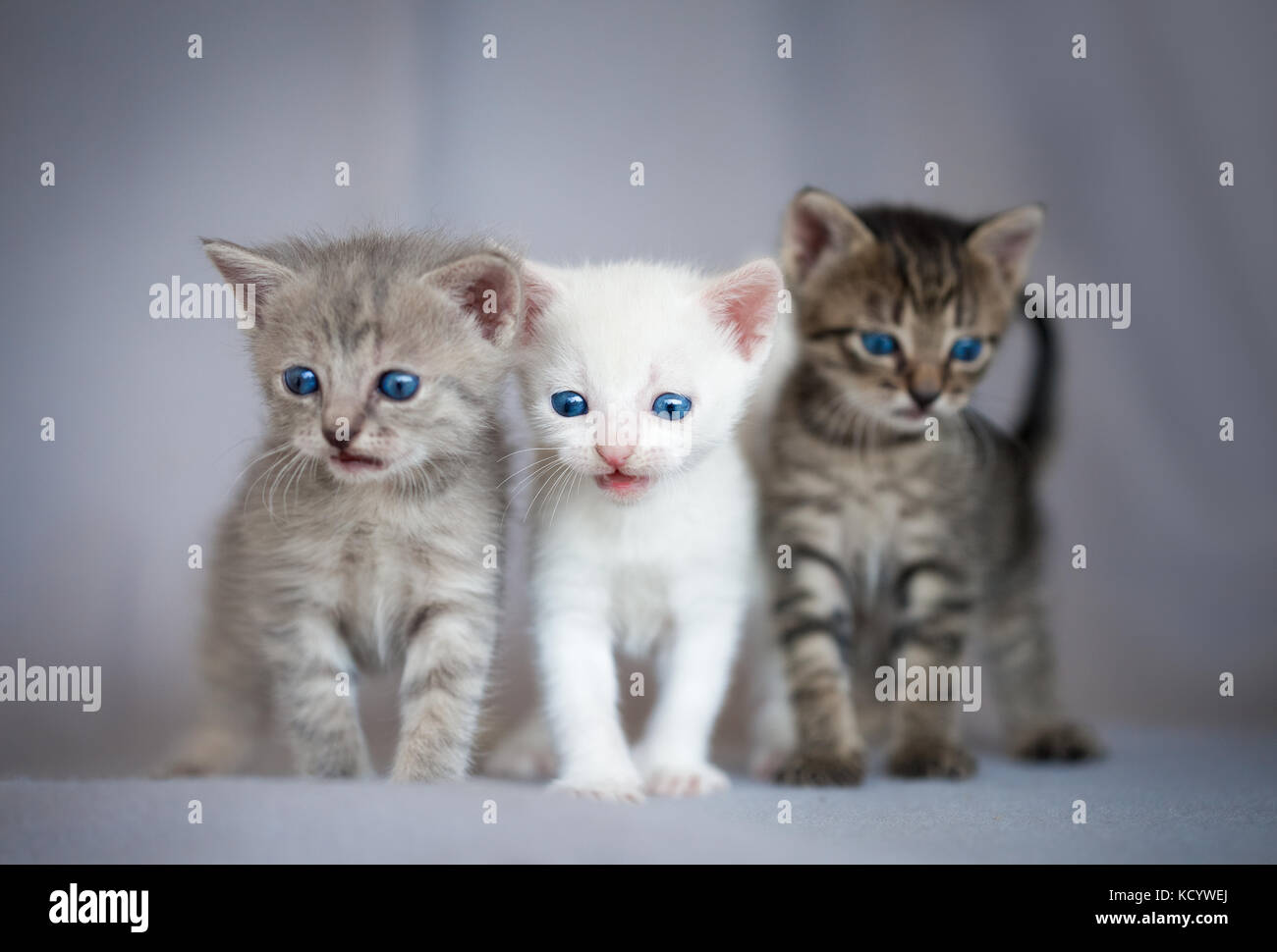 3 white kittens hi-res stock photography and images - Alamy