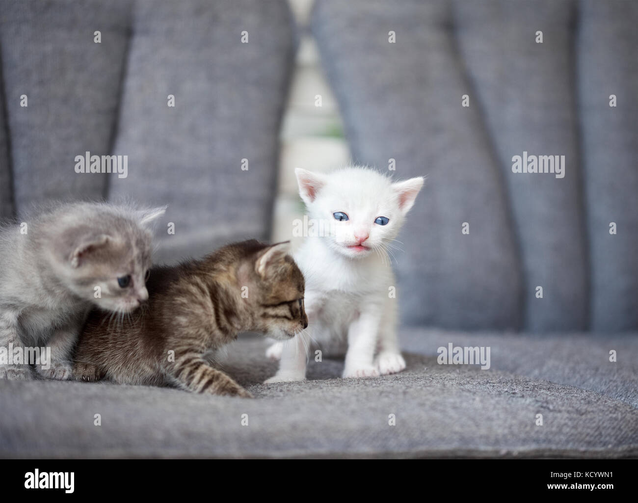 Cat 3 weeks old hi-res stock photography and images - Alamy