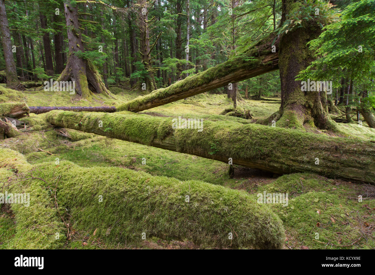 Decomposing longhouse cedars, Tanu, Gwaii Haanas National Park Reserve ...