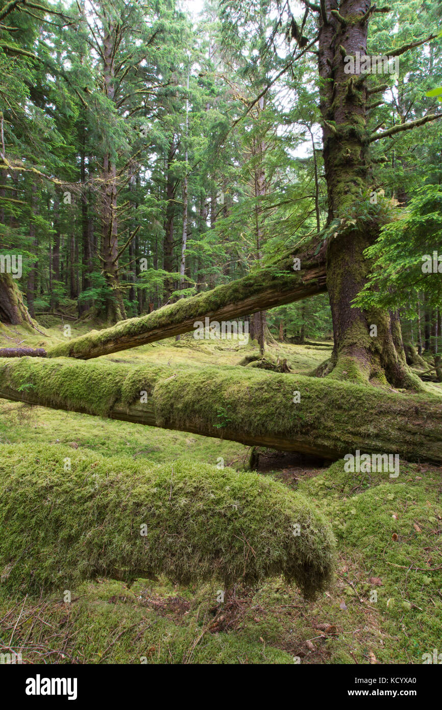 Decomposing longhouse cedars, Tanu, Gwaii Haanas National Park Reserve ...