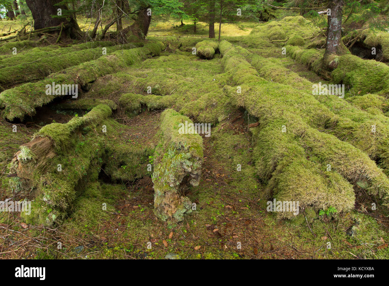 Decomposing longhouse cedars, Tanu, Gwaii Haanas National Park Reserve ...