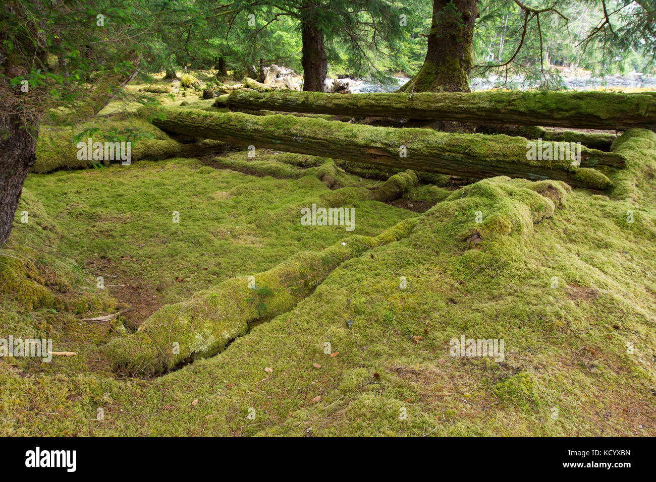 Decomposing longhouse cedars, Tanu, Gwaii Haanas National Park Reserve ...