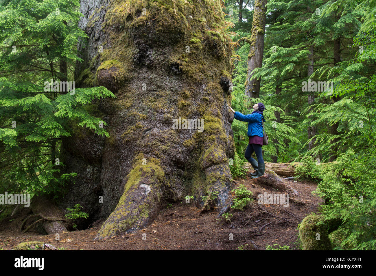 Ancient Sitka Spruce, Picea sitchensis, Windy Bay, Gwaii Haanas ...