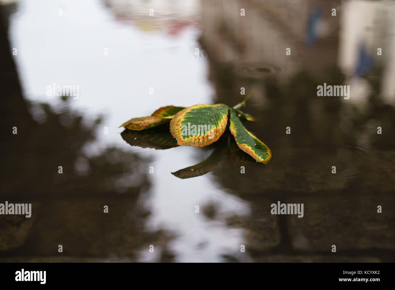 Puddle leaves hi-res stock photography and images - Alamy