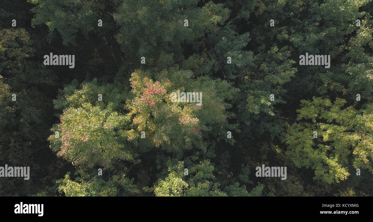 Aerial top view of autumn trees in wild park in september Stock Photo ...