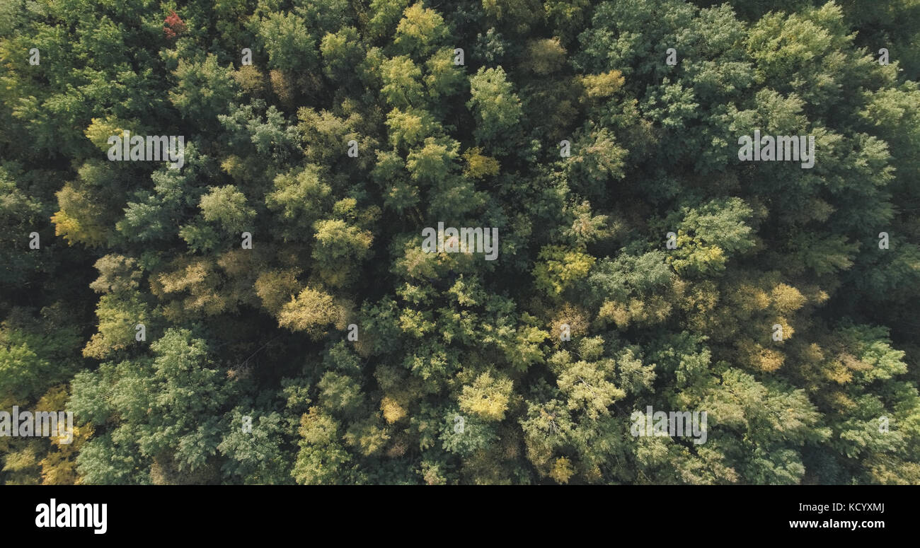 Aerial top view of autumn trees in wild park in september Stock Photo ...