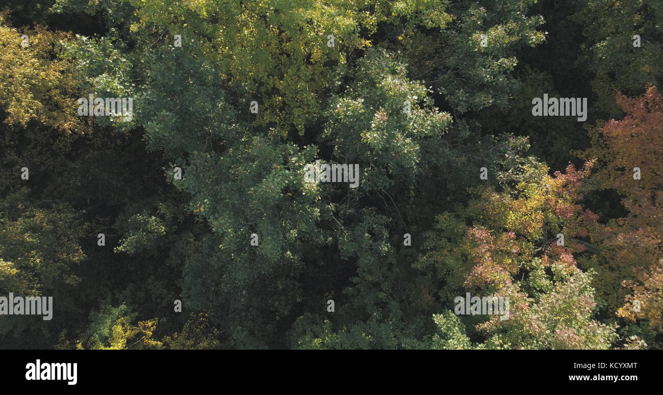 Aerial top view of autumn trees in wild park in september Stock Photo ...
