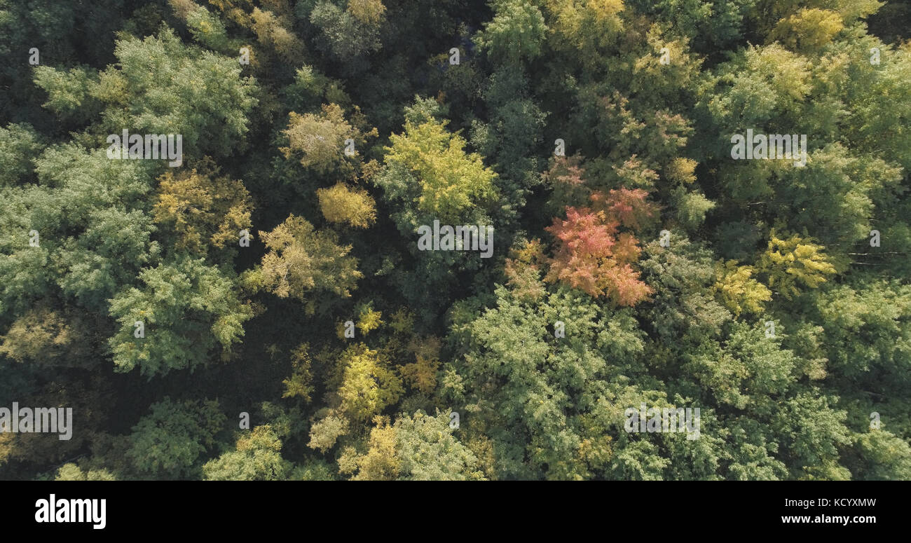 Aerial top view of autumn trees in wild park in september Stock Photo ...