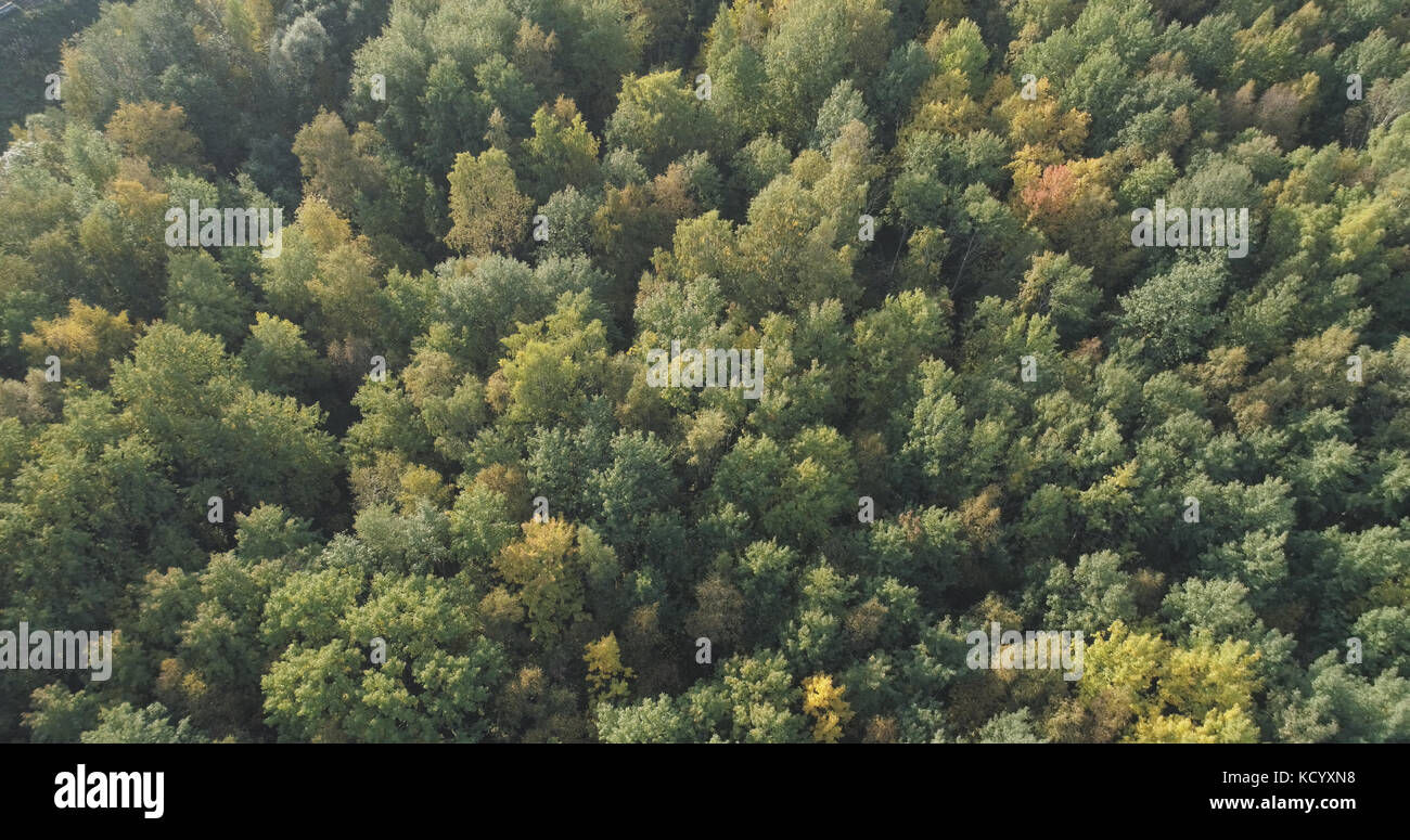 Aerial view of autumn trees in forest in september Stock Photo - Alamy
