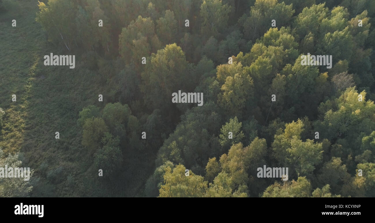 Aerial flight over autumn trees in wild park in september Stock Photo ...