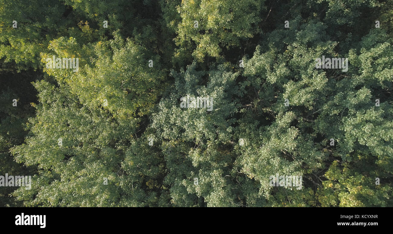 Aerial top view of autumn trees in forest in september Stock Photo - Alamy