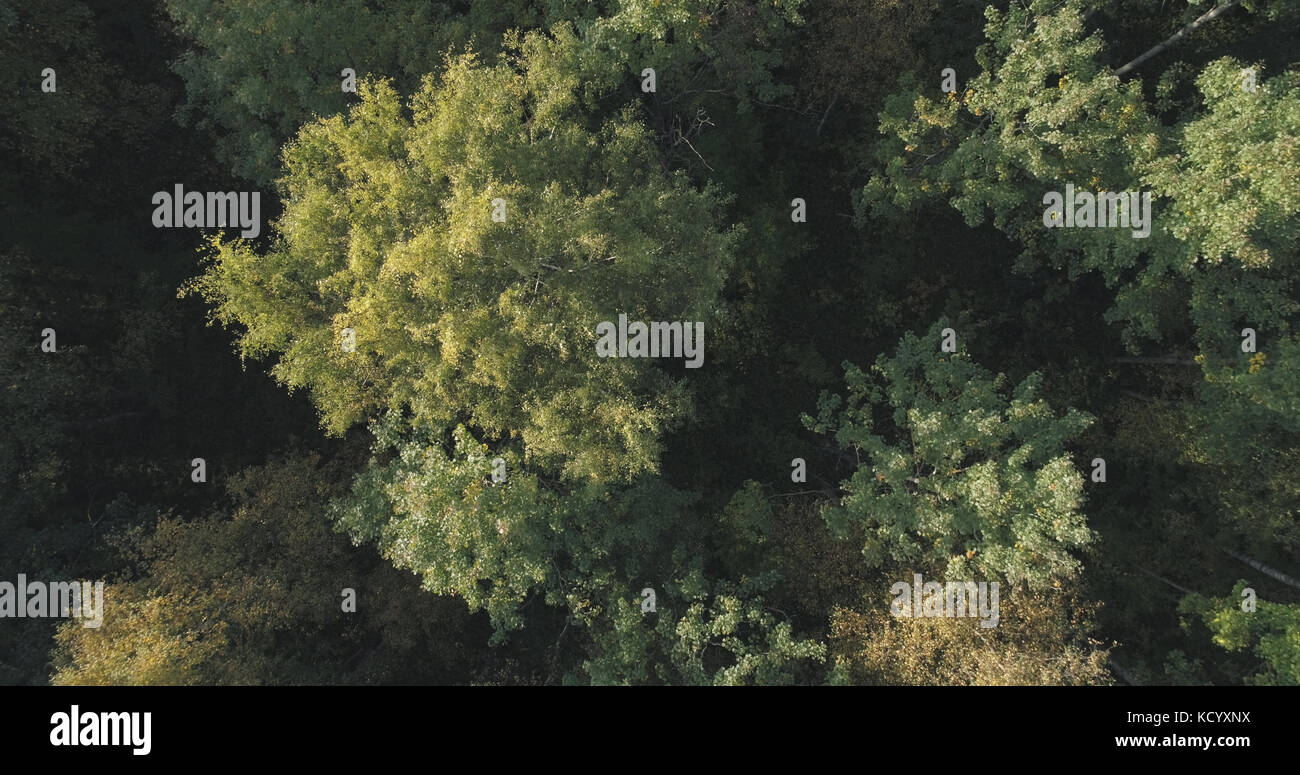 Aerial top view of autumn trees in forest in september Stock Photo - Alamy