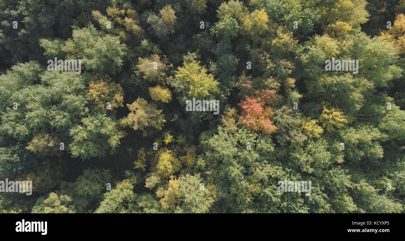 Aerial top view of autumn trees in forest in september Stock Photo - Alamy