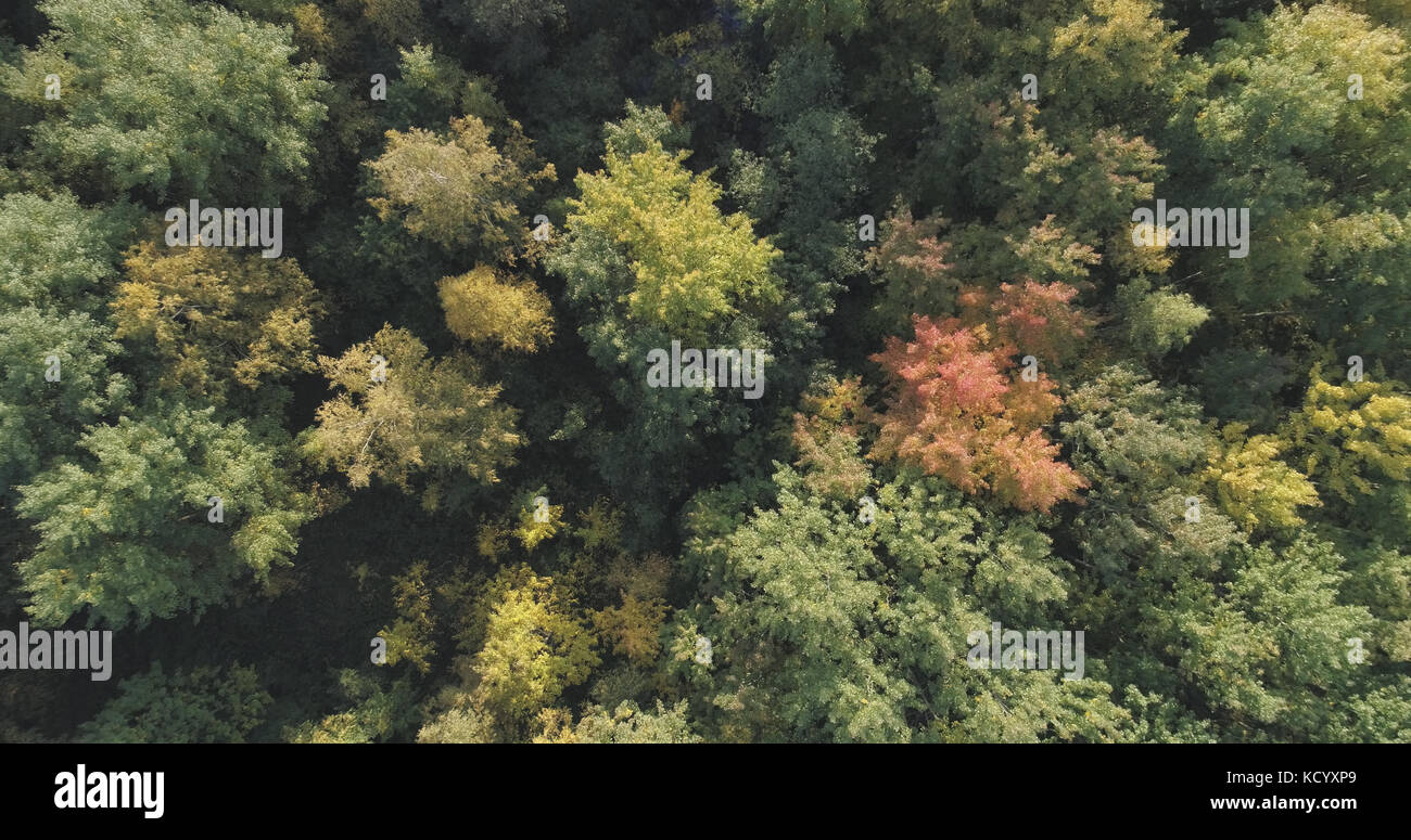 Aerial top view of autumn trees in forest in september Stock Photo - Alamy