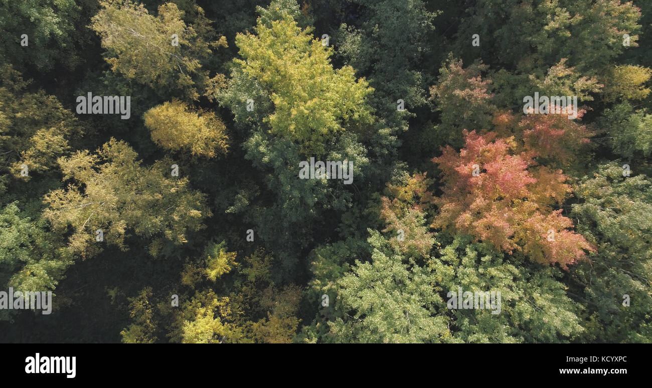 Aerial top view of autumn trees in forest in september Stock Photo - Alamy
