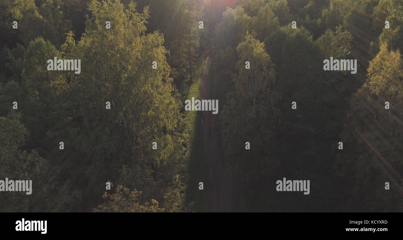 Aerial flight over autumn trees in wild park in september Stock Photo ...