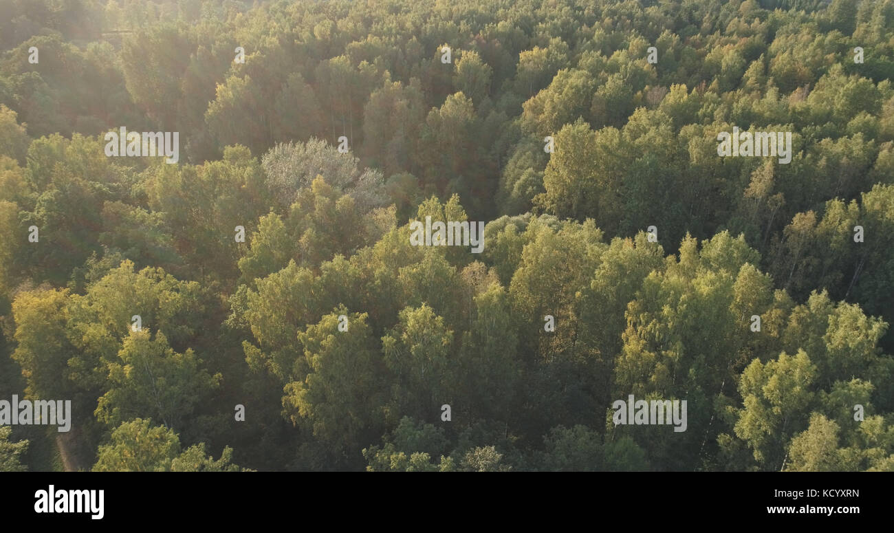 Aerial flight over autumn trees in wild park in september Stock Photo ...