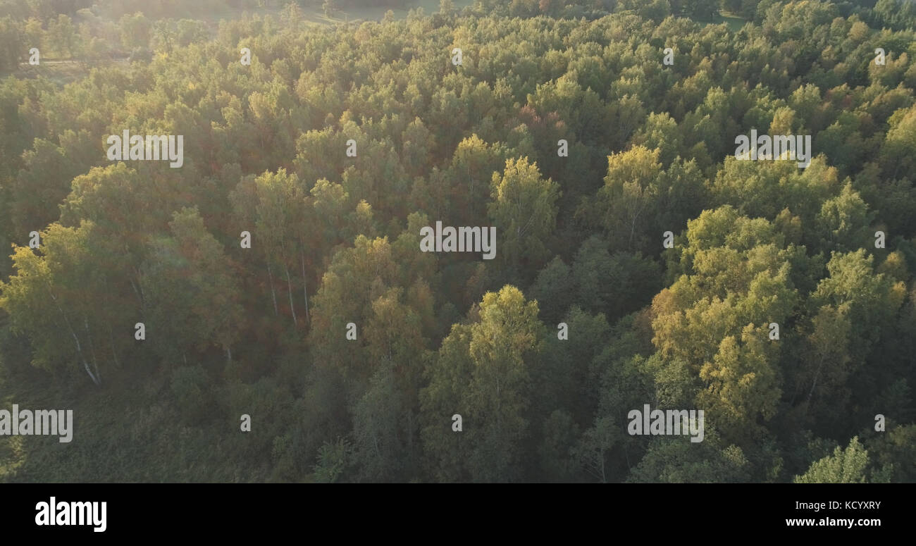 Aerial flight over autumn trees in wild park in september Stock Photo ...