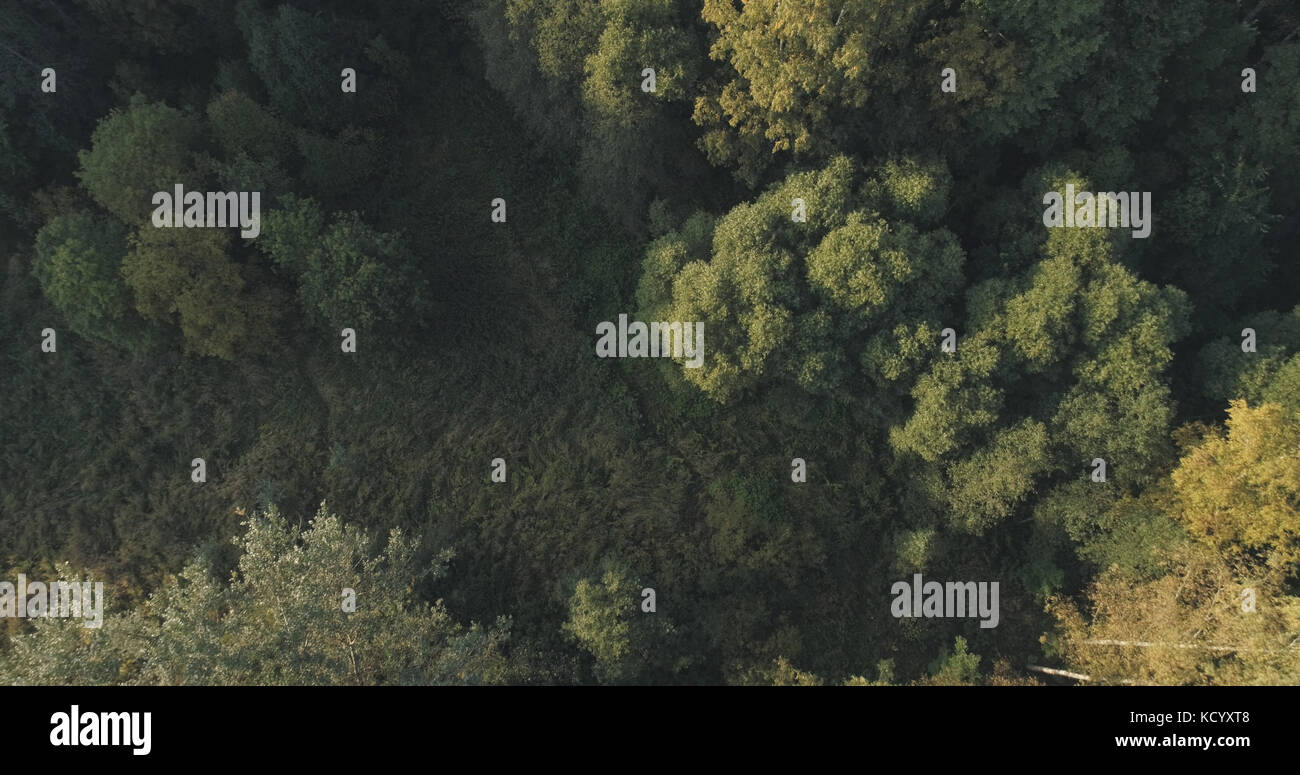 Aerial top view of autumn trees in forest in september Stock Photo - Alamy