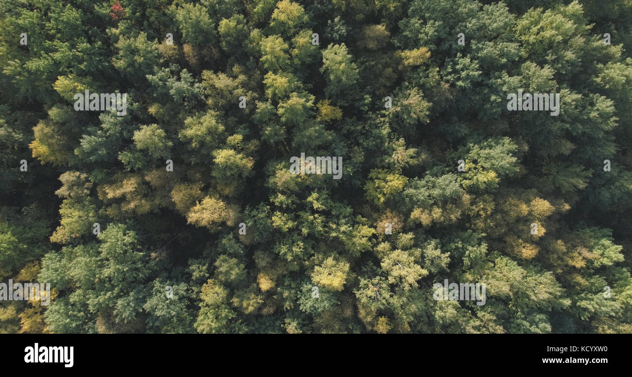 Aerial top view of autumn trees in forest in september Stock Photo - Alamy