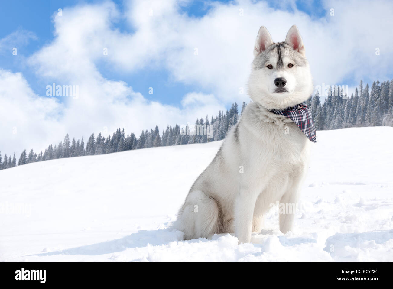 Smart cute siberian husky hi-res stock photography and images - Alamy