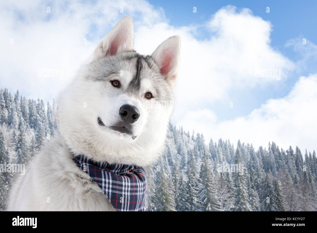 Husky on snowy forest in background Stock Photo - Alamy