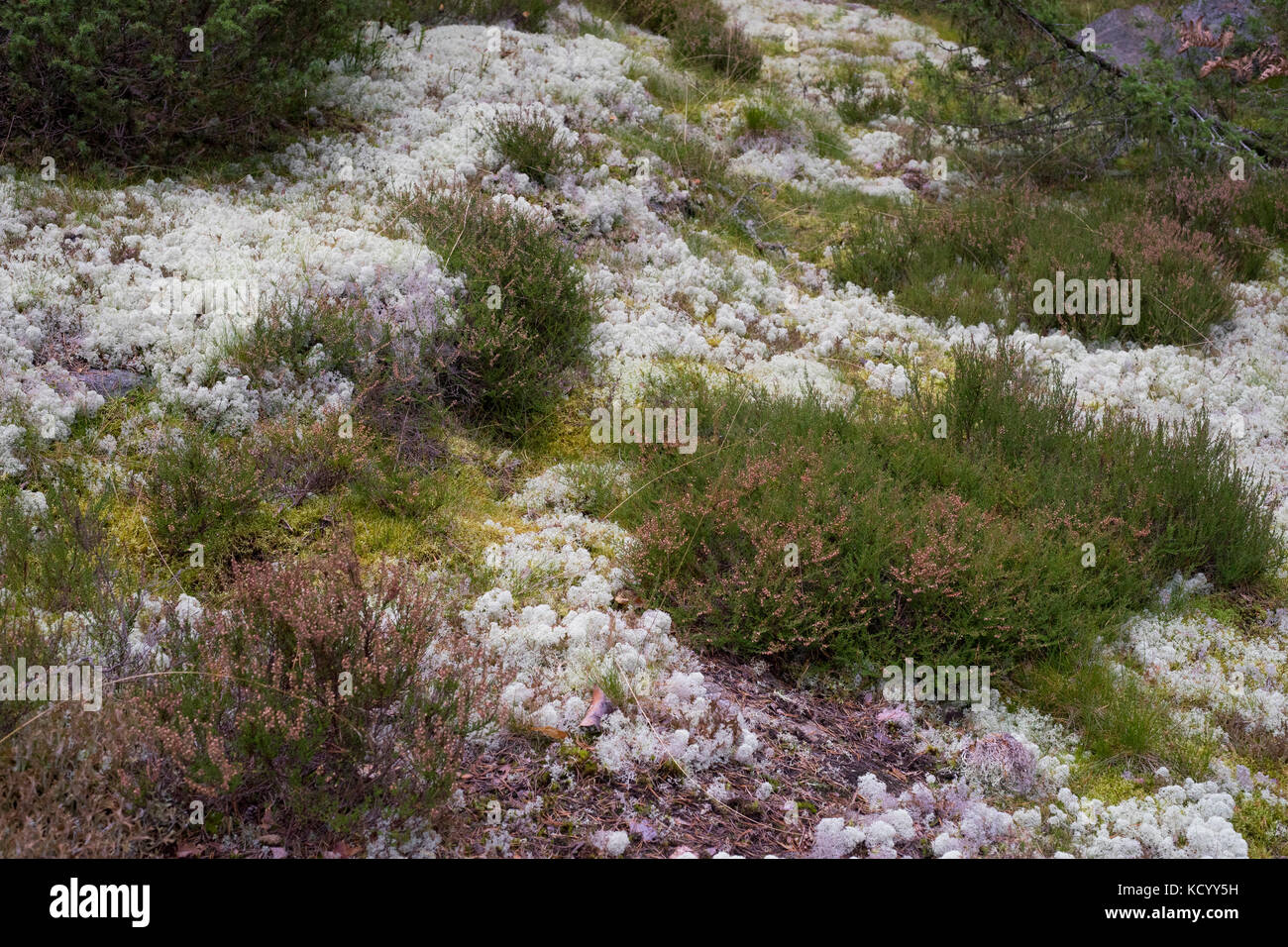 white and redish peat moss Stock Photo - Alamy