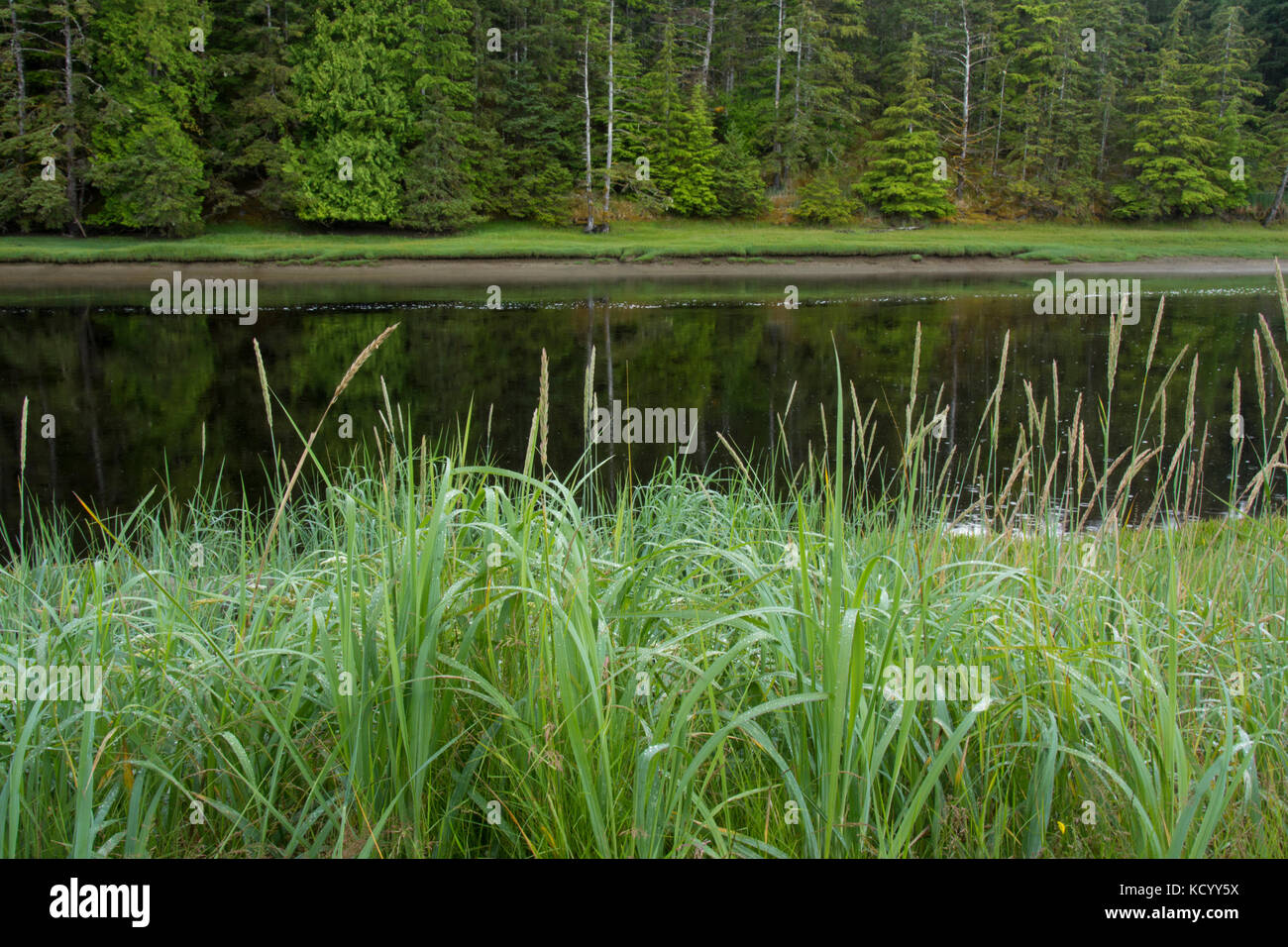 Tlell River, Haida Gwaii, formerly known as Queen Charlotte Islands ...