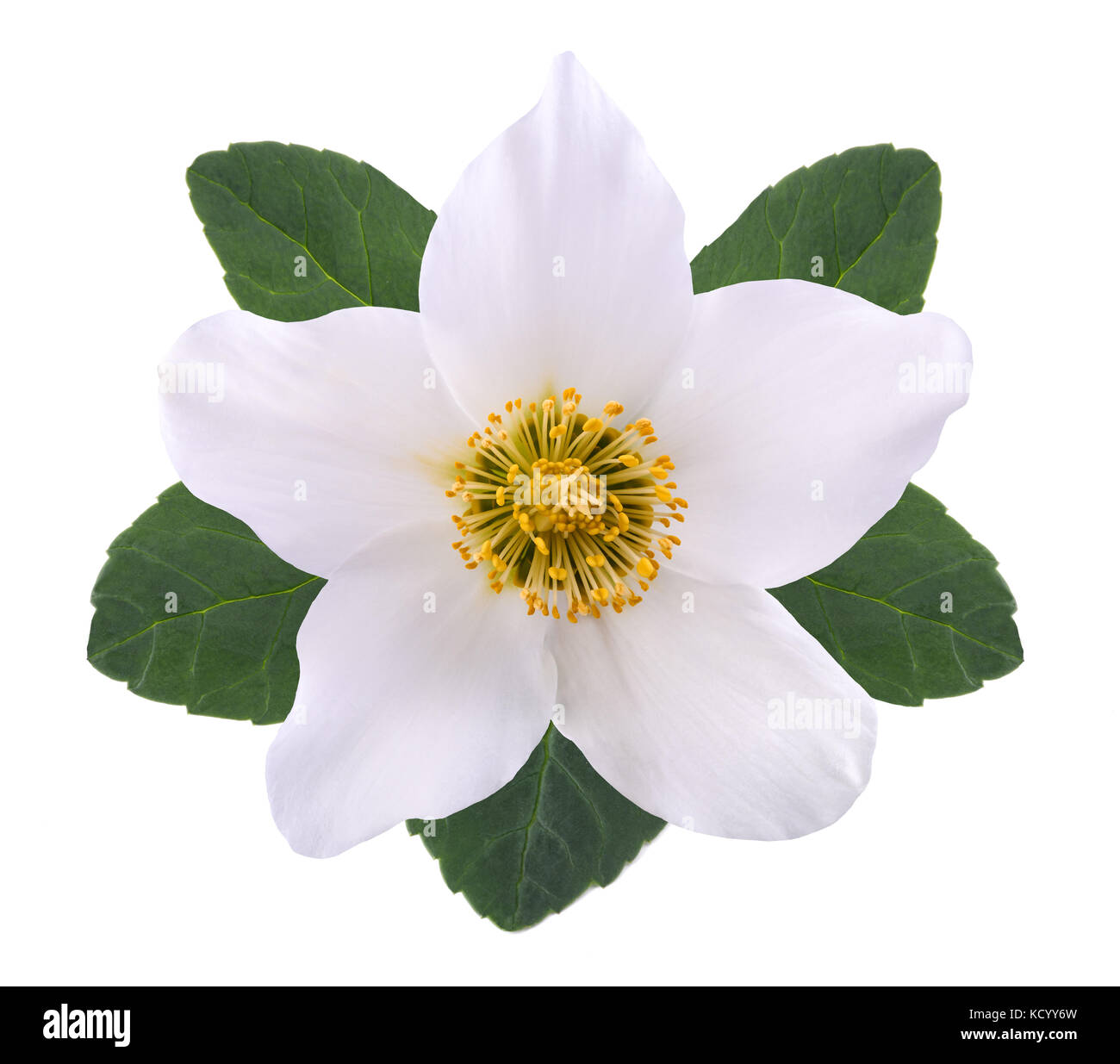 Hellebore flower (Christmas rose) isolated on white Stock Photo - Alamy