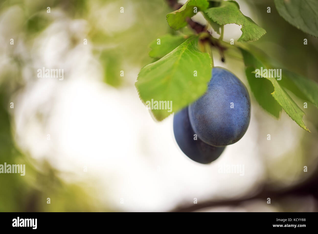 Plums on branch, close up Stock Photo - Alamy