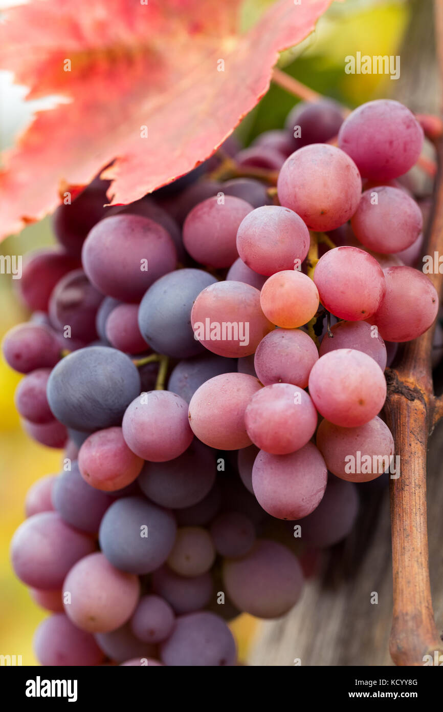 Close up of grape growing in a sunny vineyard Stock Photo - Alamy
