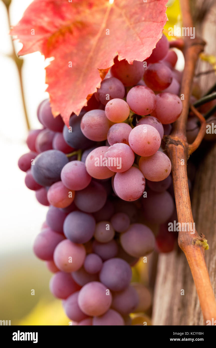 fresh red wine grapes, close up Stock Photo - Alamy