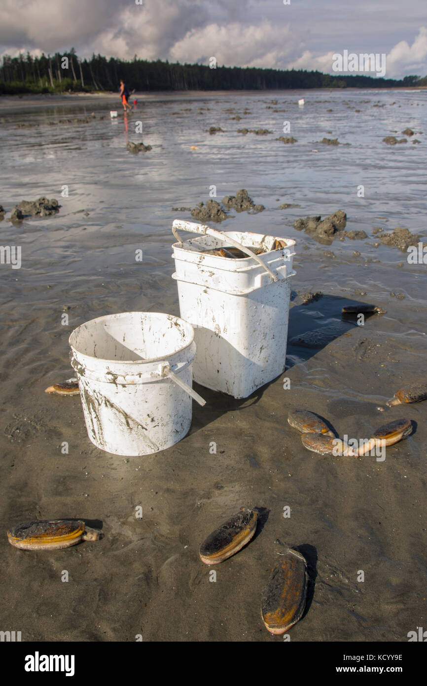 Razor clams beach hi-res stock photography and images - Alamy