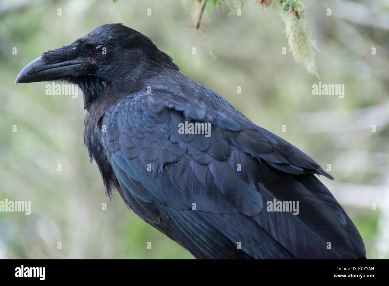Raven, C. c. principalis, Haida Gwaii, formerly known as Queen ...