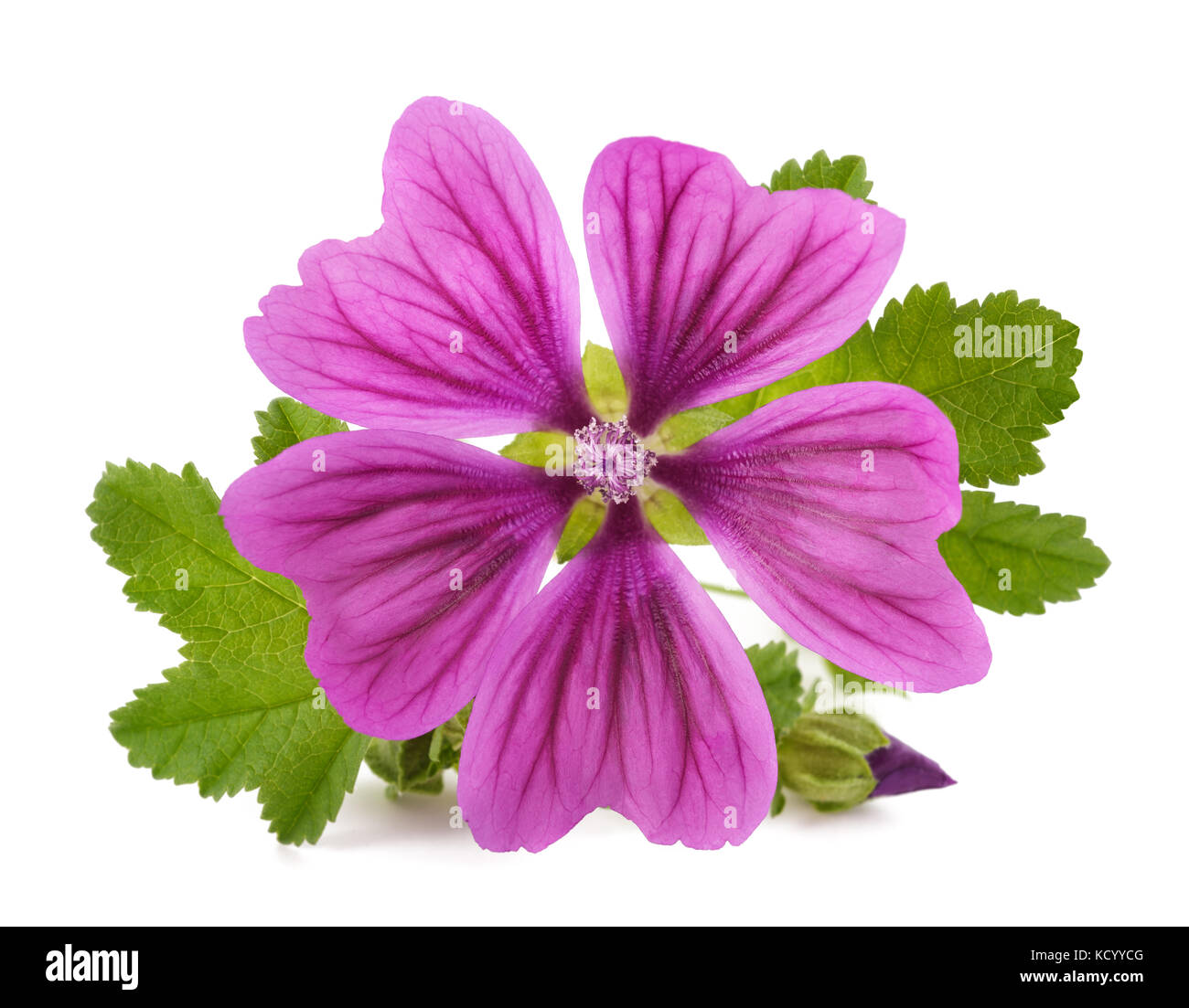 Mallow plant with flower isolated on white background Stock Photo - Alamy
