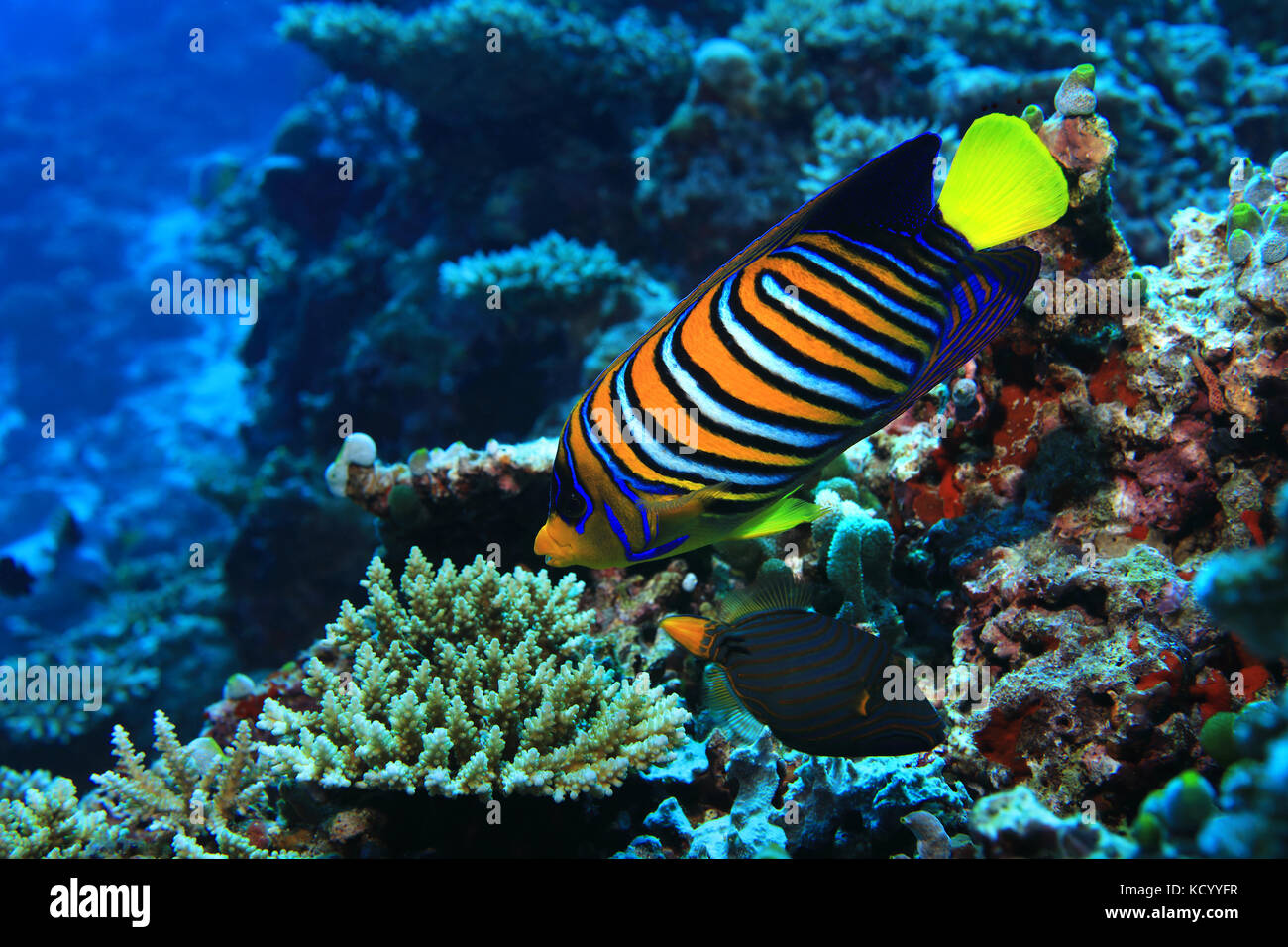 Regal angelfish (Pygoplites diacanthus) underwater in the tropical ...