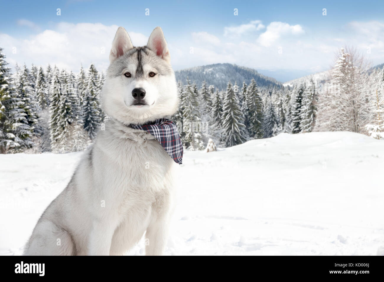Siberian Husky in winter Stock Photo - Alamy